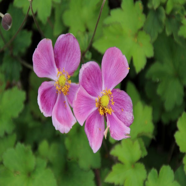 Anemoon (Anemone 'Elegans')