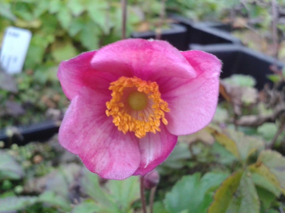 Anemoon (Anemone hupehensis 'Praecox') | Directplant