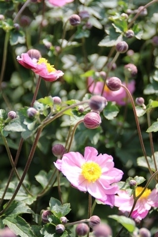Anemoon (Anemone 'Serenade') | Directplant
