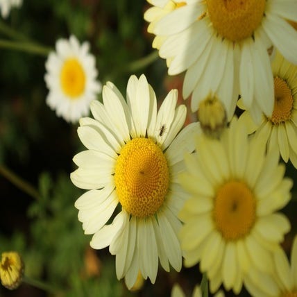 Gele Kamille / Verfkamille (Anthemis hybrida 'E.C. Buxton')