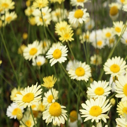 Gele Kamille / Verfkamille (Anthemis hybrida 'E.C. Buxton')