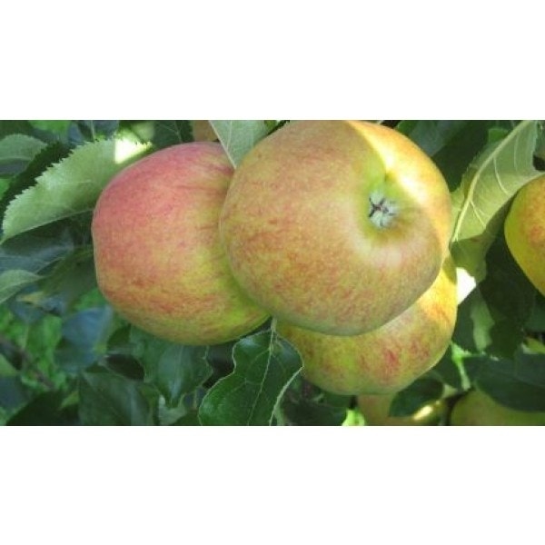 Duo-appel(Elstar/Golden Delicious)