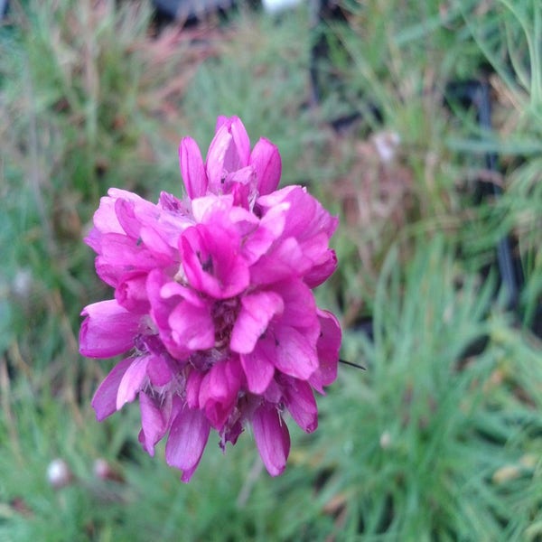 Engels gras (Armeria maritima 'Splendens')