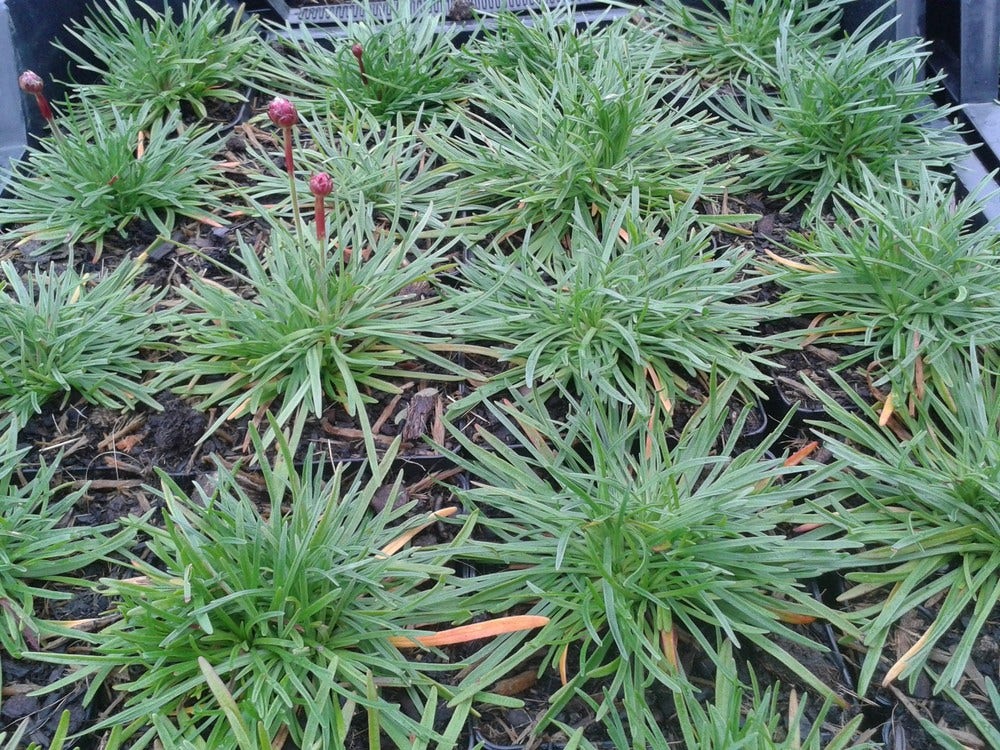 Engels gras (Armeria maritima 'Splendens') | Directplant