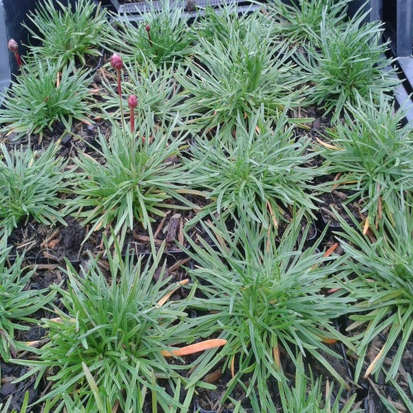 Engels gras (Armeria maritima 'Splendens')