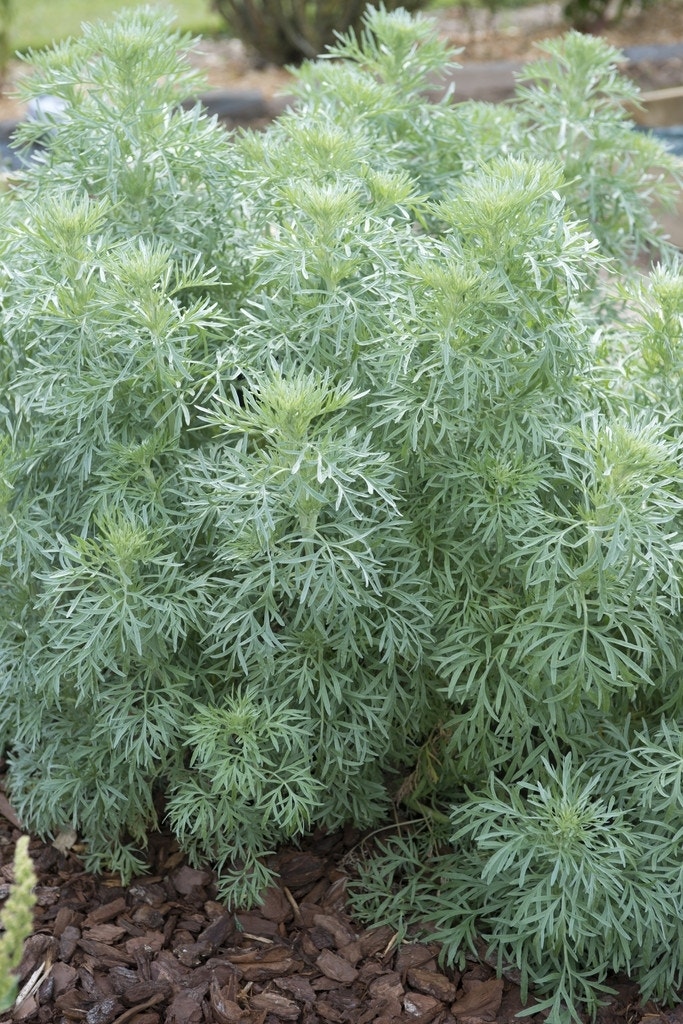 Absint alsem (Artemisia absinthium) | Directplant