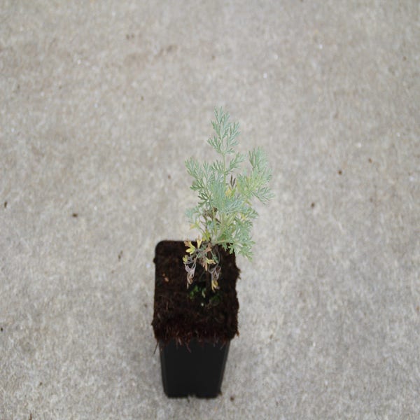 Alsem (Artemisia 'Powis Castle')