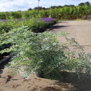 Alsem (Artemisia 'Powis Castle')