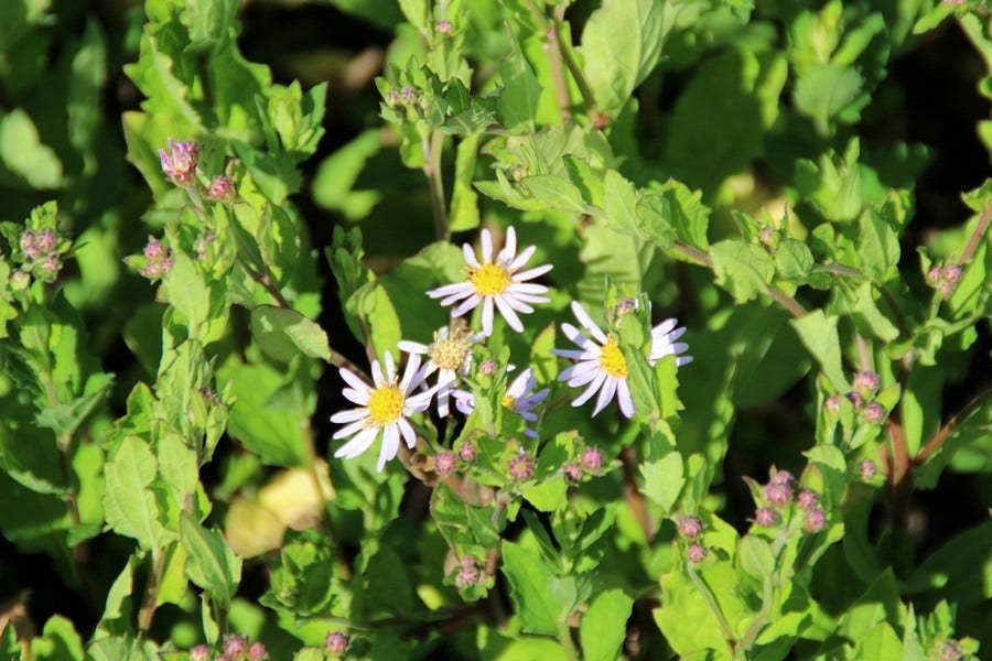 Aster (Aster ageratoides 'Asran') | Directplant