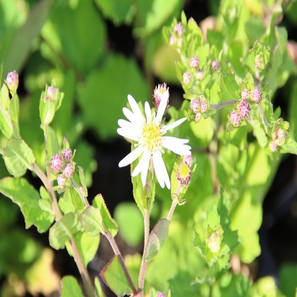Aster (Aster ageratoides 'Asran')