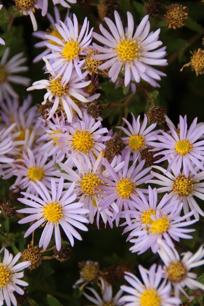 Aster (Aster ageratoides 'Asran') | Directplant