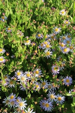 Aster (Aster ageratoides 'Asran') | Directplant