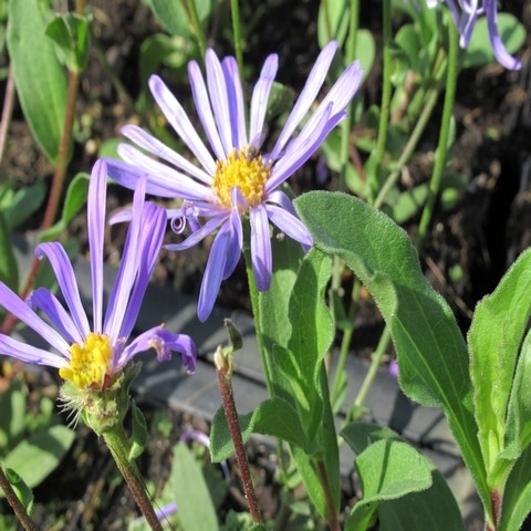 Aster (Aster amellus 'King George')