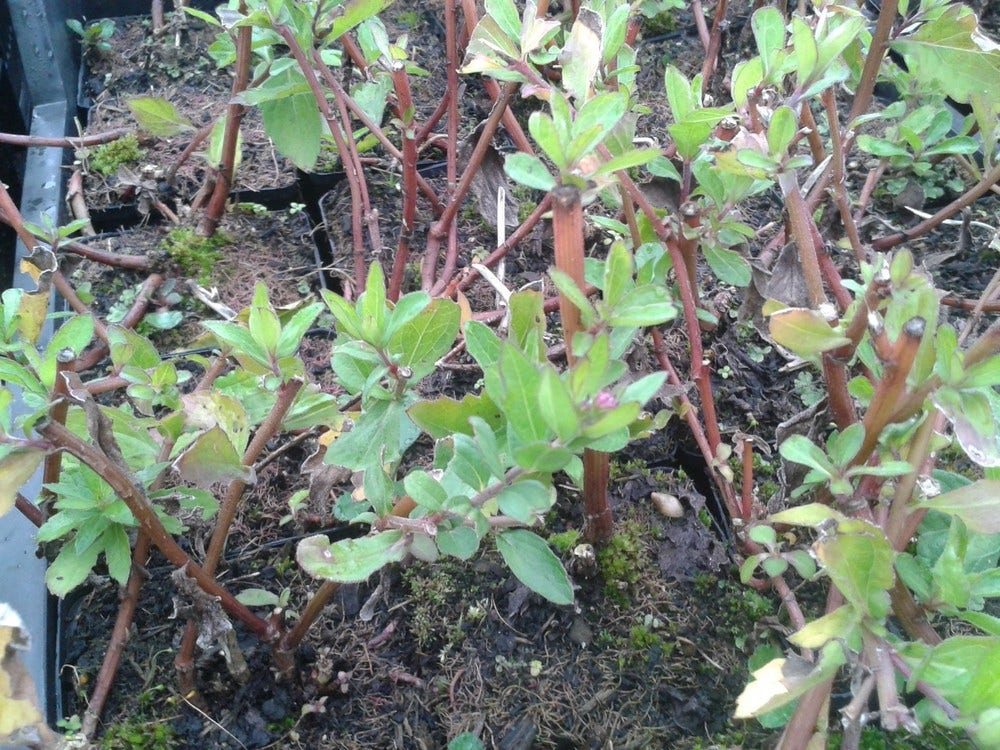 Aster (Aster ageratoides 'Asran') | Directplant