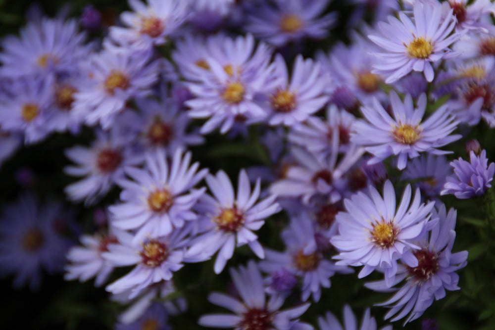 (Aster 'Little Carlow') | Directplant