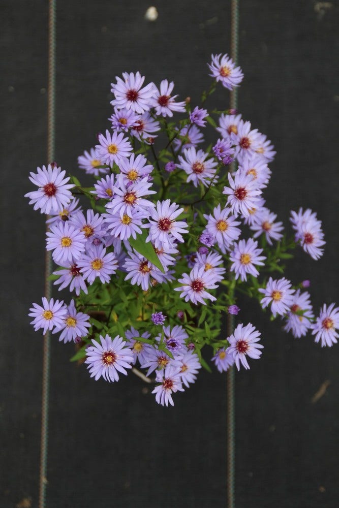 (Aster 'Little Carlow') | Directplant