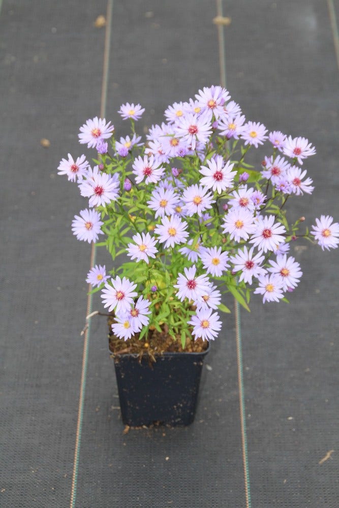 (Aster 'Little Carlow') | Directplant