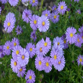 Aster (Aster dumosus 'Mittelmeer')
