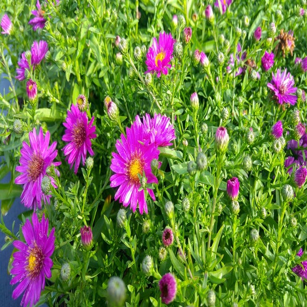 Aster (Aster 'Starlight')