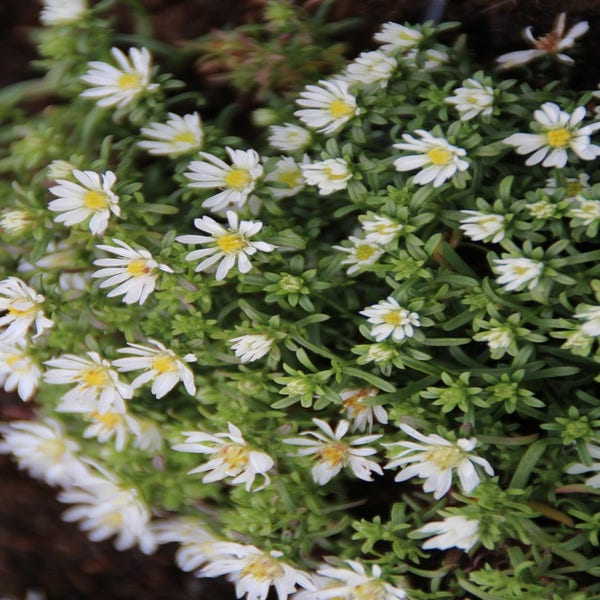 Aster (Aster ericoides 'Snowflurry')