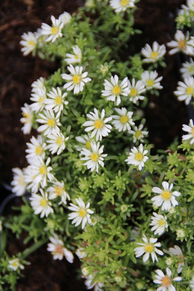 Aster (Aster ericoides 'Snow Flurry') | Directplant