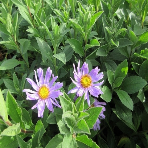 Aster (Aster frikartii 'Mönch')