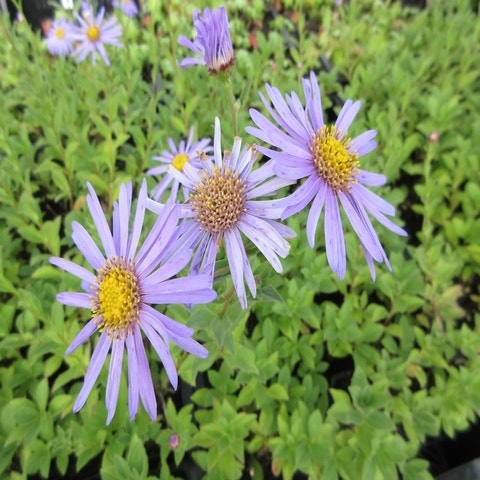 Aster (Aster frikartii 'Mönch')