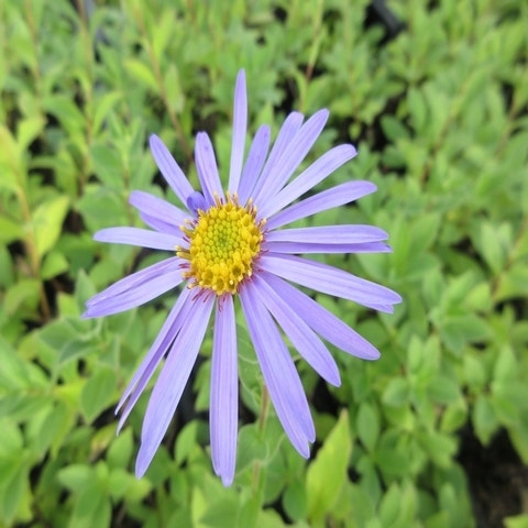 Aster (Aster frikartii 'Mönch')
