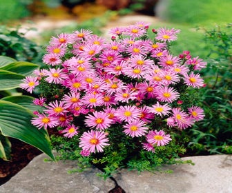Aster kopen? Altijd goedkoop! | Directplant
