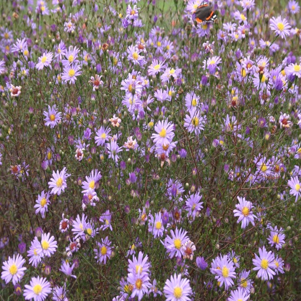Aster (Aster turbinellus)