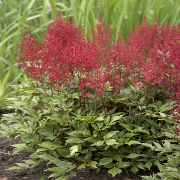 Spirea (Astilbe 'Red Sentinel')