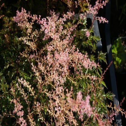 Spirea (Astilbe 'Sprite') | Directplant