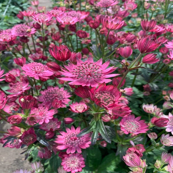 Zeeuws knoopje (Astrantia major 'Cherise Button')