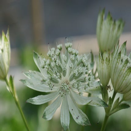 Zeeuws knoopje (Astrantia major 'Snow Star')