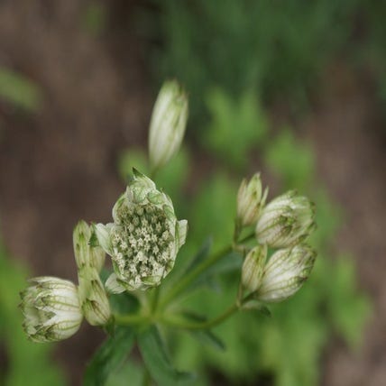 Zeeuws knoopje (Astrantia major 'Snow Star')