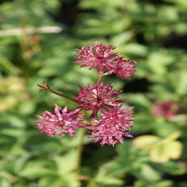 Zeeuws knoopje (Astrantia 'Ruby Star')