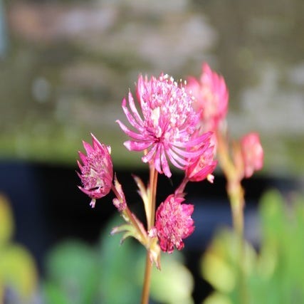 Zeeuws knoopje (Astrantia 'Ruby Star')