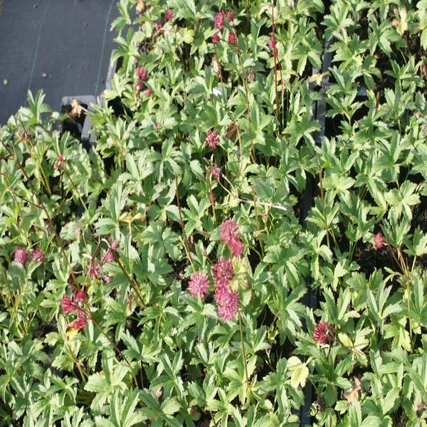 Zeeuws knoopje (Astrantia 'Ruby Star')