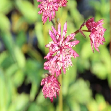 Zeeuws knoopje (Astrantia 'Ruby Star')