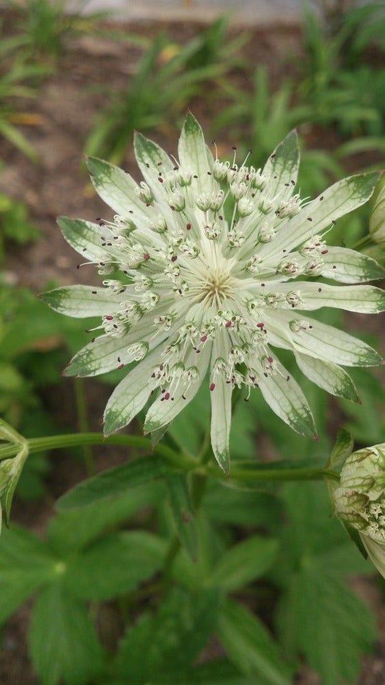 Zeeuws knoopje (Astrantia major 'Snow Star') | Directplant