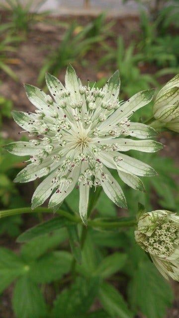 Zeeuws knoopje (Astrantia major 'Snow Star') | Directplant