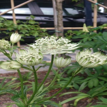 Zeeuws knoopje (Astrantia major 'Snow Star')