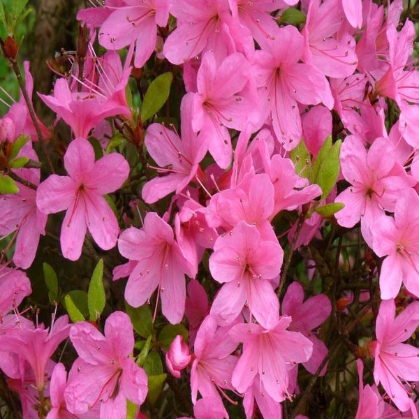 Japanse Azalea (Rhododendron 'Geisha Pink')