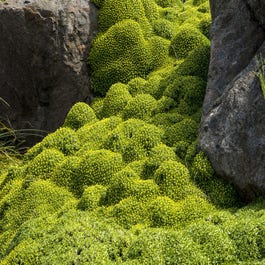 Azorella (Azorella trifurcata)