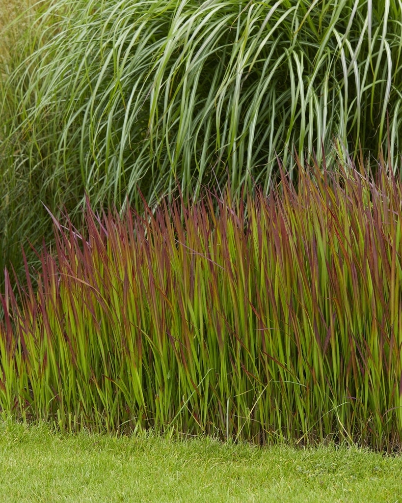 Borderpakket Mooiste Siergrassen | Directplant