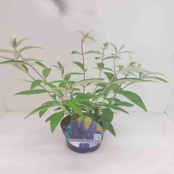 Vlinderstruik (Buddleja davidii 'Adonis Blue')