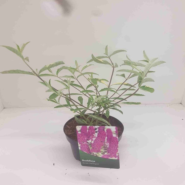 Vlinderstruik (Buddleja davidii 'Harlequin')