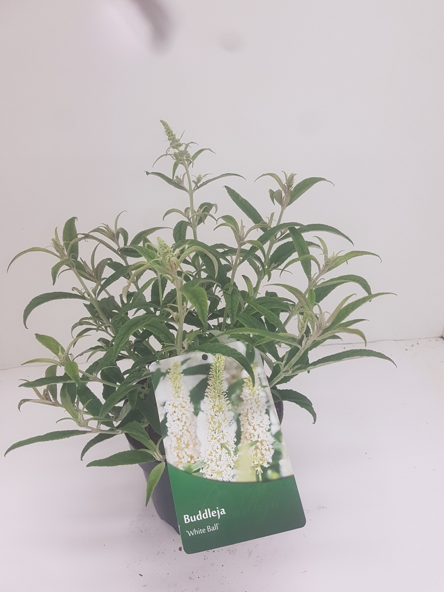 Vlinderstruik (Buddleja 'White Ball') | Directplant