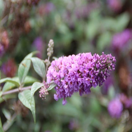 Vlinderstruik (Buddleja 'Blue Chip') | Directplant