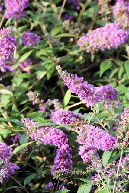 Vlinderstruik (Buddleja 'Blue Chip') | Directplant